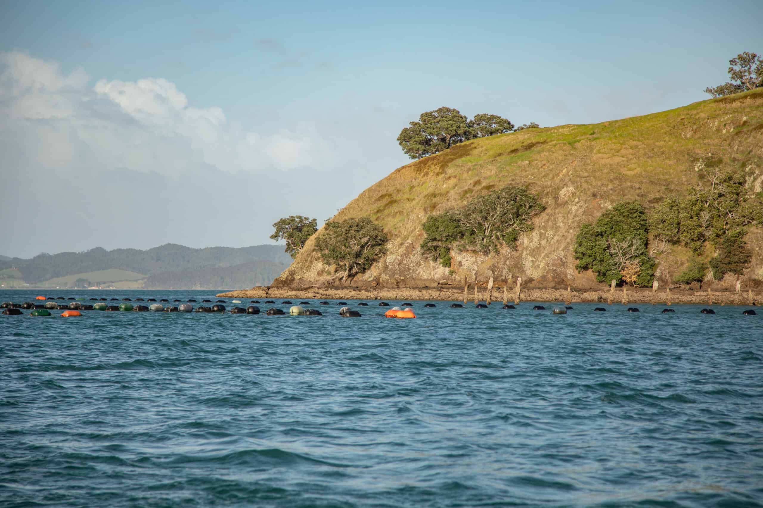 Ngāi Tai ki Tāmaki - Revive Our Taonga - Revive Our Gulf