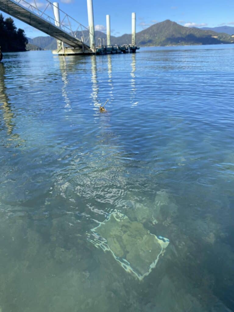 Boosting Mussel Reef Restoration - Revive Our Gulf