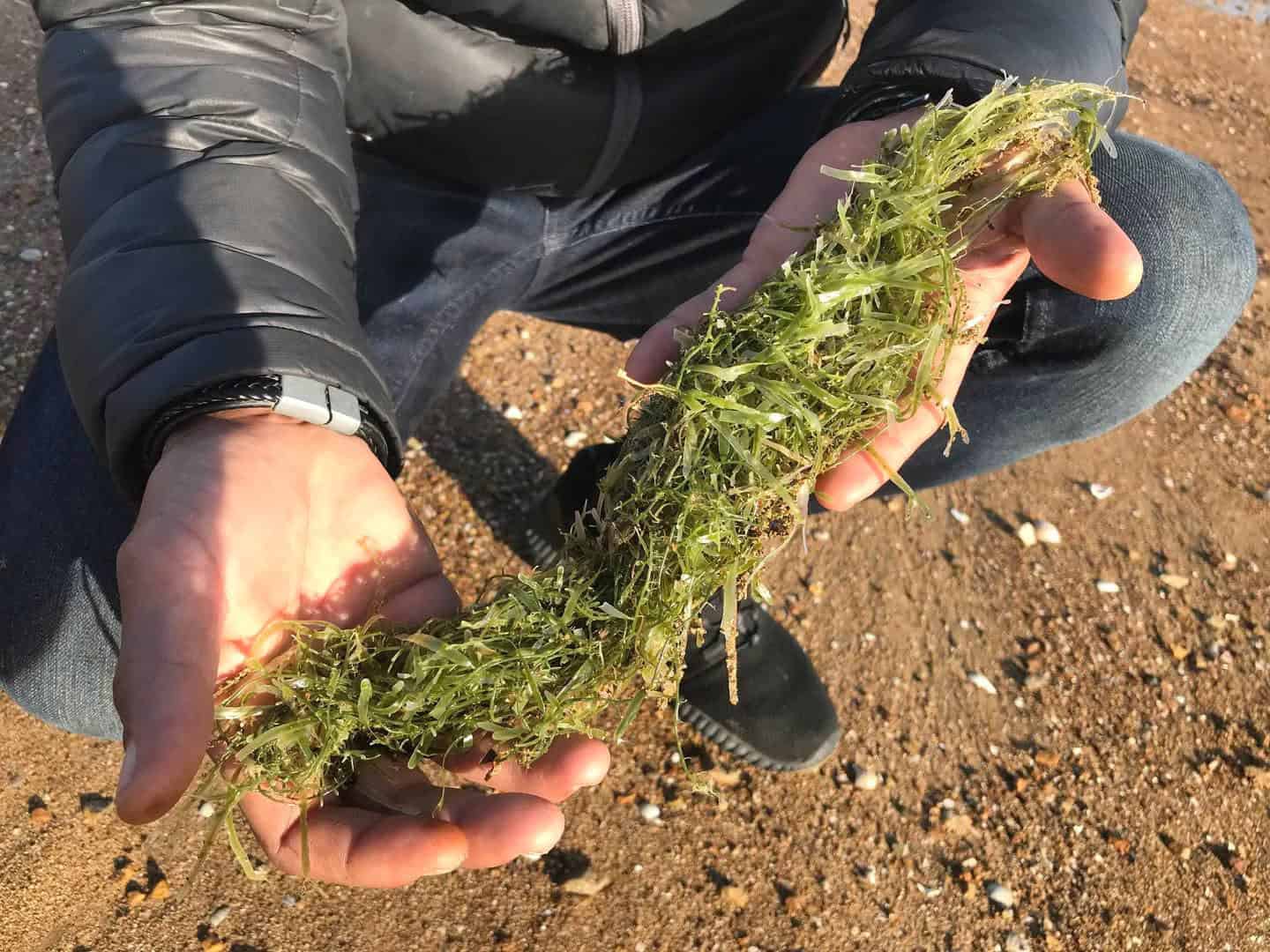 Exotic Caulerpa Response - Revive Our Gulf